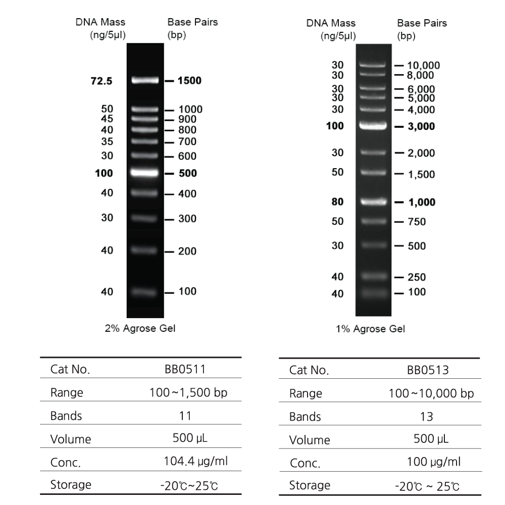 DNA Ladder 100bp 1kb BiOLet DNA Ladder 100bp 1kb BiOLet
